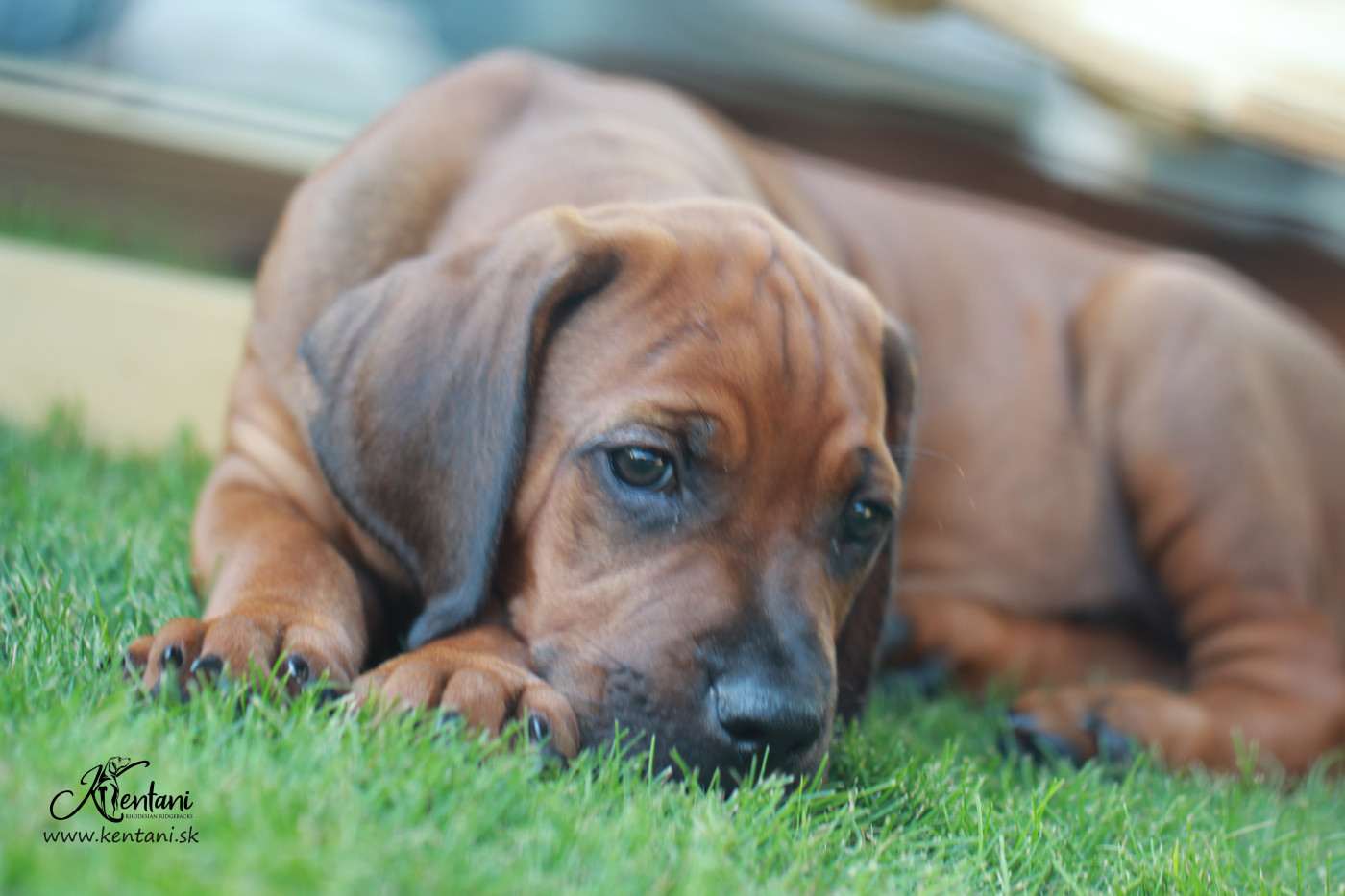 CHS Kentani - Rhodéský ridgeback | iFauna.cz