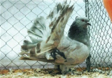 Indický pávík | iFauna.cz