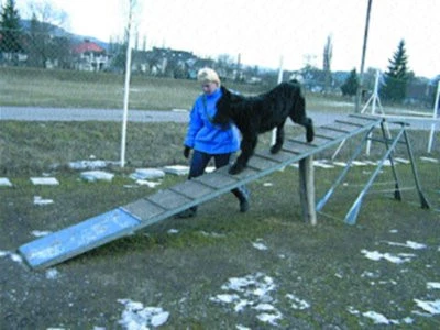 Agility - jak na to?: Kladina | iFauna.cz