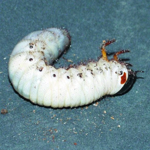 Začínáme s chovem brouků IV. | iFauna.cz