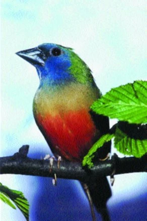 Zkušenosti s amadami modrolícími | iFauna.cz