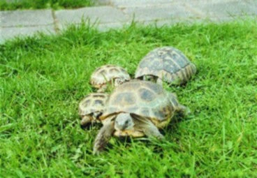 Želva stepní (Testudo horsfieldii) | iFauna.cz