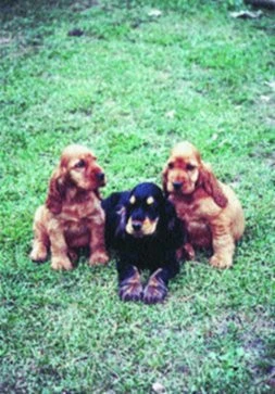 Odstavení štěňat | iFauna.cz