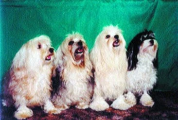 Lvíček - Petit chien lion - Malý lví biš... | iFauna.cz