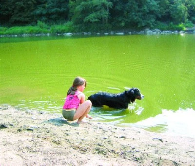 Léto, horko, voda a pes | iFauna.cz