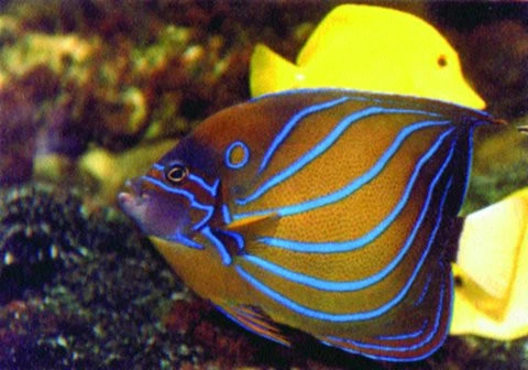 Pomec prstenčitý (Pomacanthus annularis) | iFauna.cz