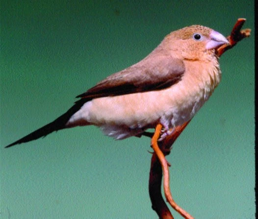 Stříbrozobky - jak to s nimi je | iFauna.cz