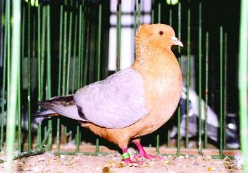Představujeme okrasné holuby – hýly | iFauna.cz
