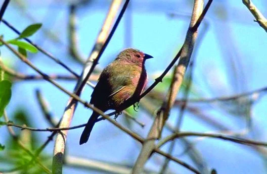 Amaranti – 1.část | iFauna.cz