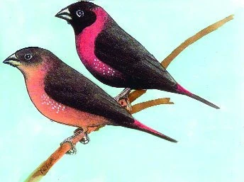 Amaranti – 2.část (Amarant škraboškový -... | iFauna.cz