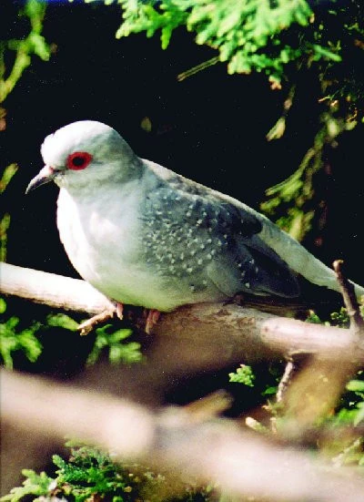 Exotičtí holoubci, holubi a hrdličky (1.... | iFauna.cz