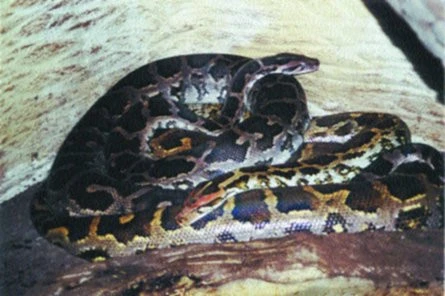 Krajta tygrovitá | iFauna.cz