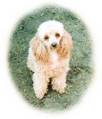 Pudlí příběhy | iFauna.cz