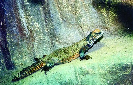 AGAMY – na pokračování | iFauna.cz