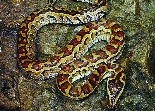 Krajty rodu Python | iFauna.cz