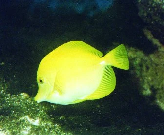 Bodlok žlutý (Zebrasoma flavescenc) | iFauna.cz