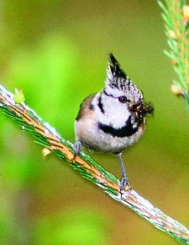 SÝKORA PARUKÁŘKA - Parus cristatu | iFauna.cz