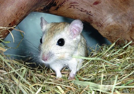 PÍSKOMIL HEDVÁBNÝ (Meriones Grassus) | iFauna.cz