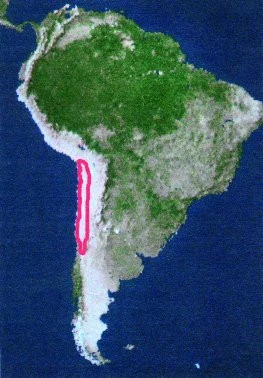 Osmák degu | iFauna.cz