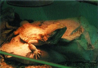 Pogony - 1. Část | iFauna.cz