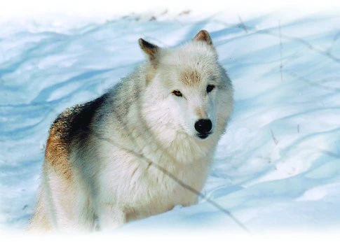 Milovníci vlků se dočkali: L. DAVID MECH... | iFauna.cz