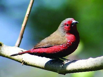 Jak chovat amaranty tmavé | iFauna.cz