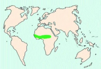 Varan stepní - VaranidaeVaranus exanthem... | iFauna.cz