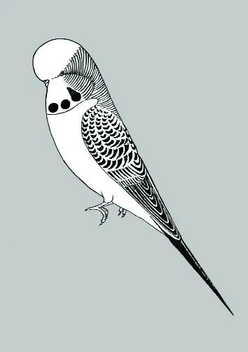 Andulky, standard, posuzování | iFauna.cz