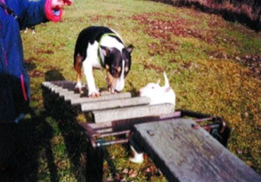 Anglický bulteriér | iFauna.cz