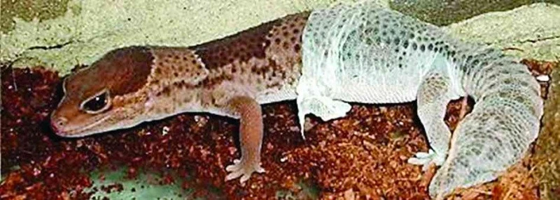 Gekoni – 1. část | iFauna.cz