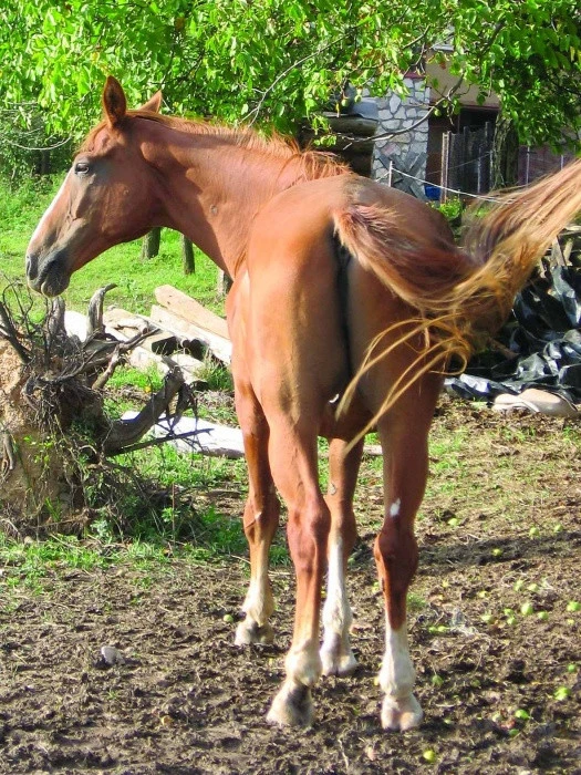 Jak funguje kůň Část 33.: Co kůže cítí? | iFauna.cz
