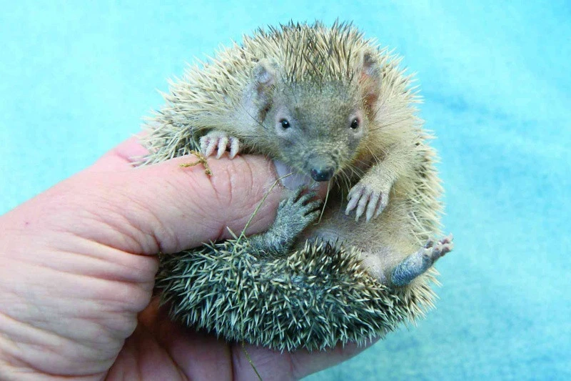 Bodlín telfairův (Echinops telfairi) | iFauna.cz
