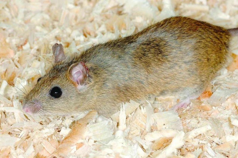 Krysa malá (Mastomys coucha) | iFauna.cz