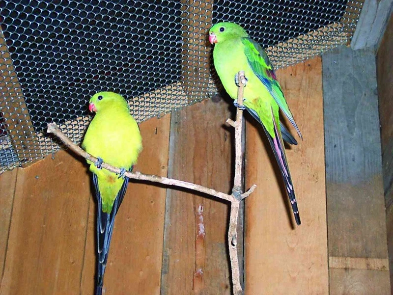 Papoušek horský (kouřový) | iFauna.cz