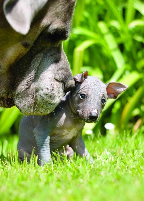 Peruánský naháč | iFauna.cz