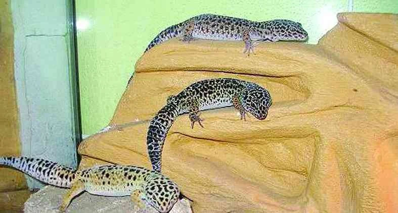 Gekoni – 2. část | iFauna.cz