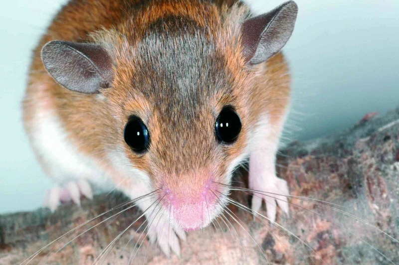 MYŠKA AFRICKÁ (MUS MINUTOIDES) | iFauna.cz