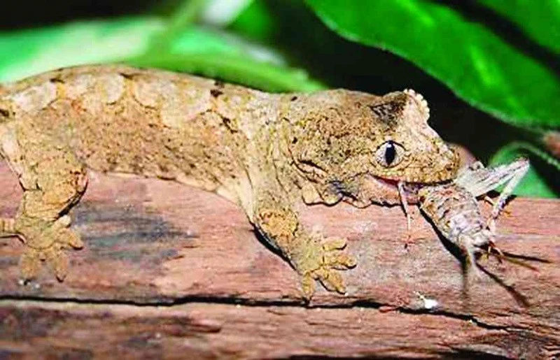 Gekoni – 3. část | iFauna.cz