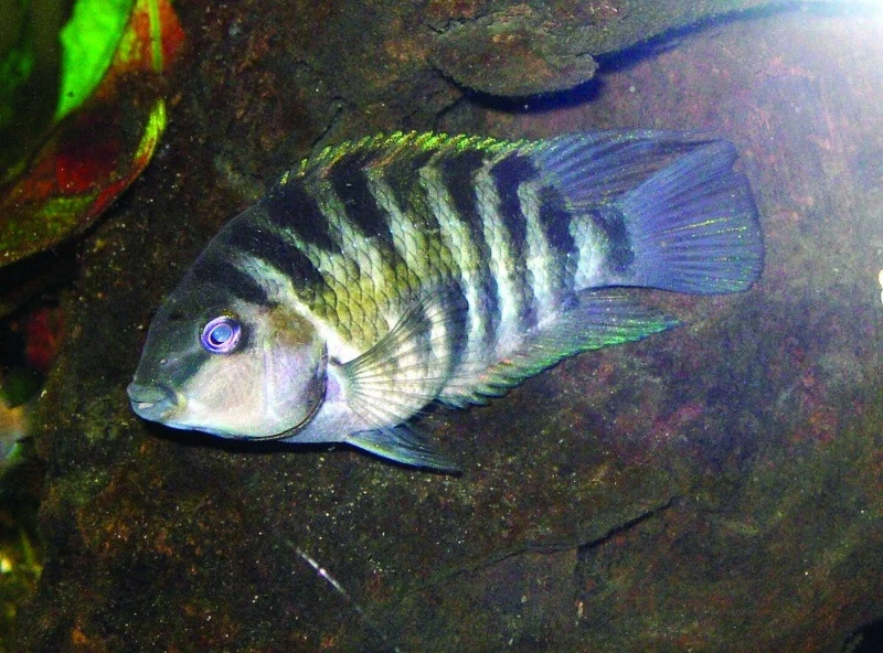 Ryba, se kterou se nebudete nudit! Kančí... | iFauna.cz