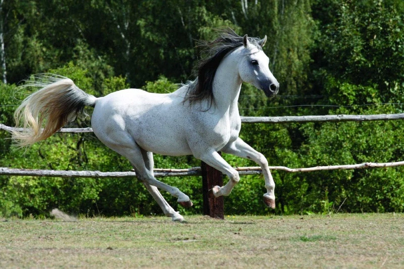Arabský plnokrevník | iFauna.cz