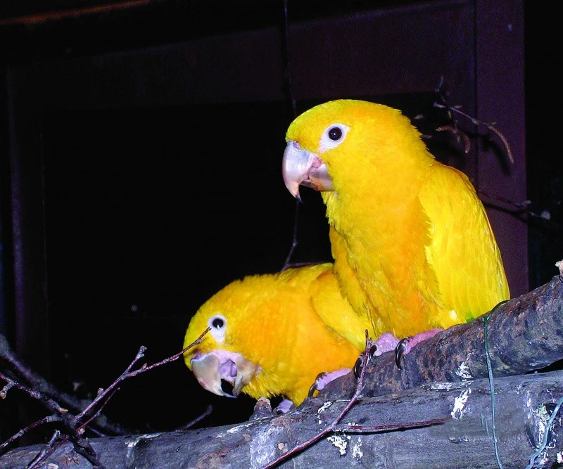 ARATINGA GUAROUBA (Guarouba guarouba) je... | iFauna.cz