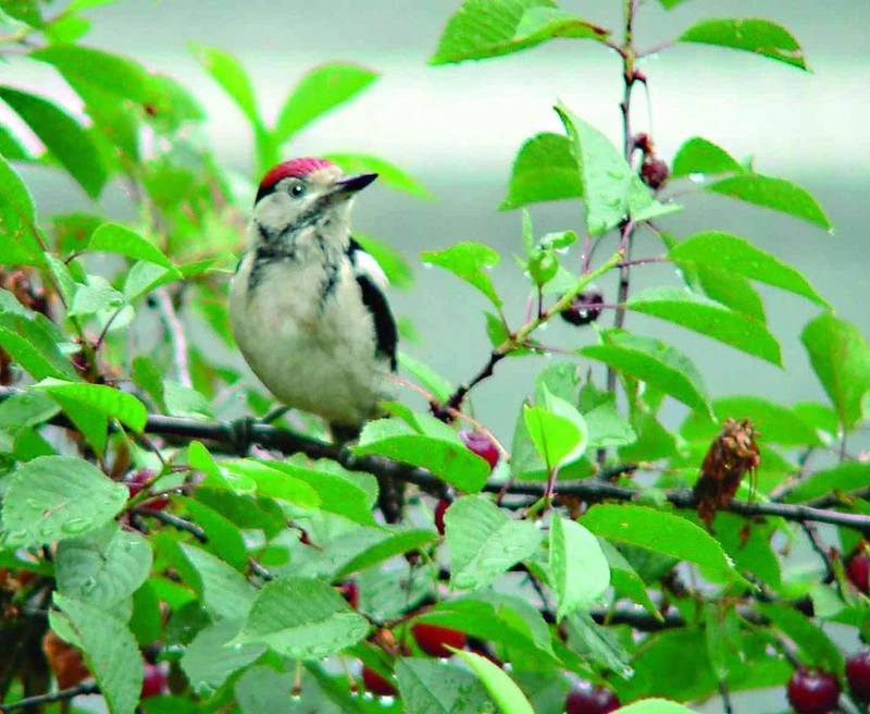 Strakapoud velký – Dendrocopos major (Li... | iFauna.cz