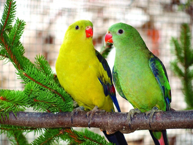 Papoušek horský (kouřový) (Polytelis ant... | iFauna.cz