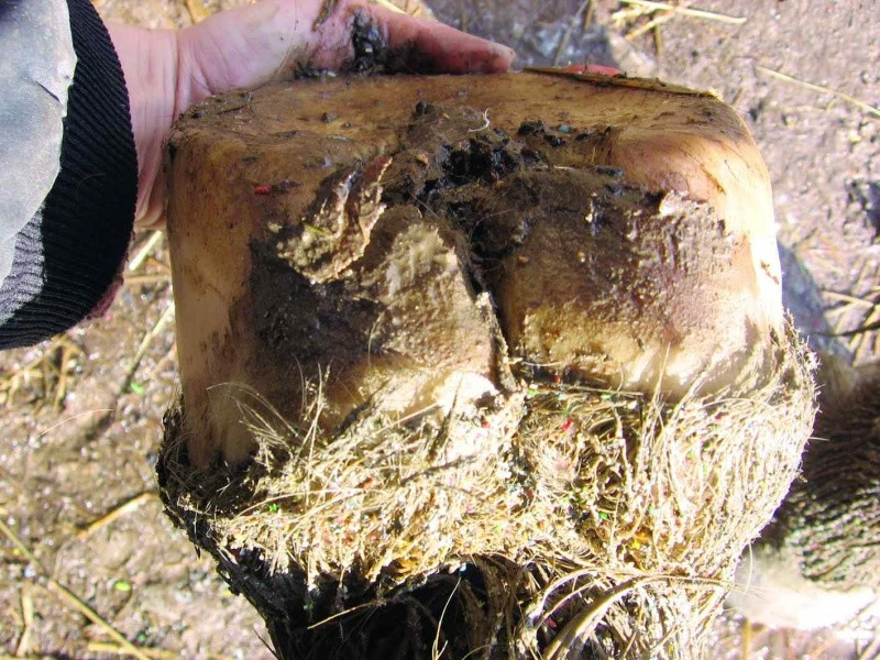 Bez kopyt není koně: 9.díl - Hniloba stř... | iFauna.cz