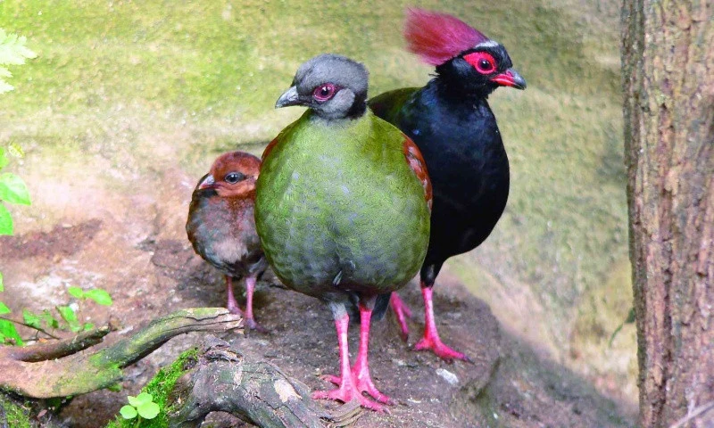 Křepelka korunkatá ohrožená v přírodě i... | iFauna.cz