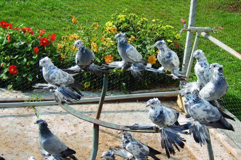Současné české holubářství (3) Český bub... | iFauna.cz