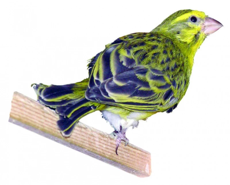 Pracovní skupiny KPEP | iFauna.cz