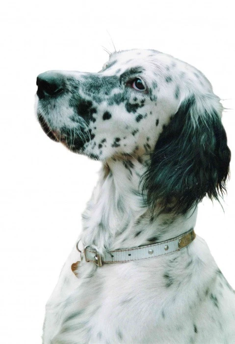 Anglický setr | iFauna.cz