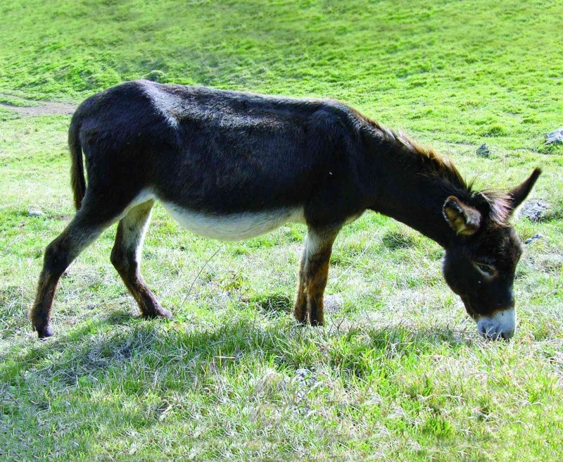 Osel domácí, zapomenutý průvodce člověka | iFauna.cz
