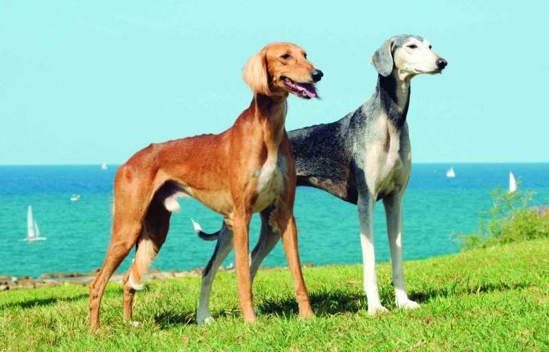 Saluki – perský chrt | iFauna.cz